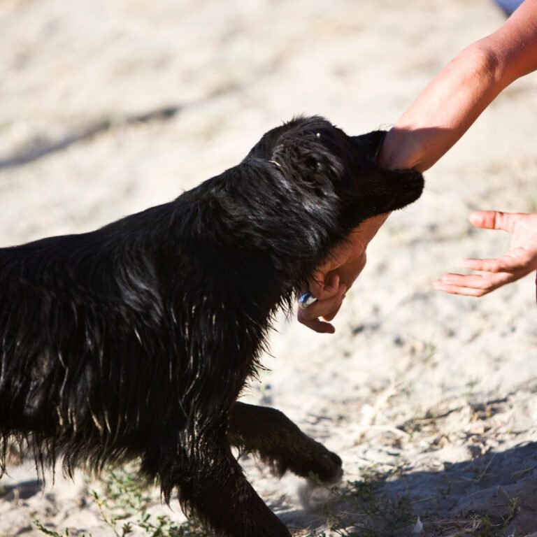 Understanding the Dunbar Dog Bite Scale: A Tool for Canine Safety ...